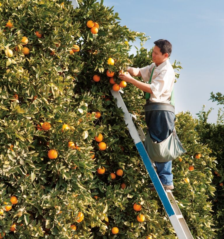 Coupang, Inc. | Wonderful Citrus Builds on its 75-year Legacy by ...